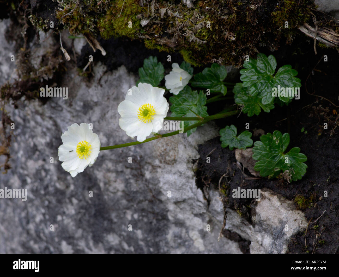 Alpine buttercup (Ranunculus alpestris Stock Photo - Alamy