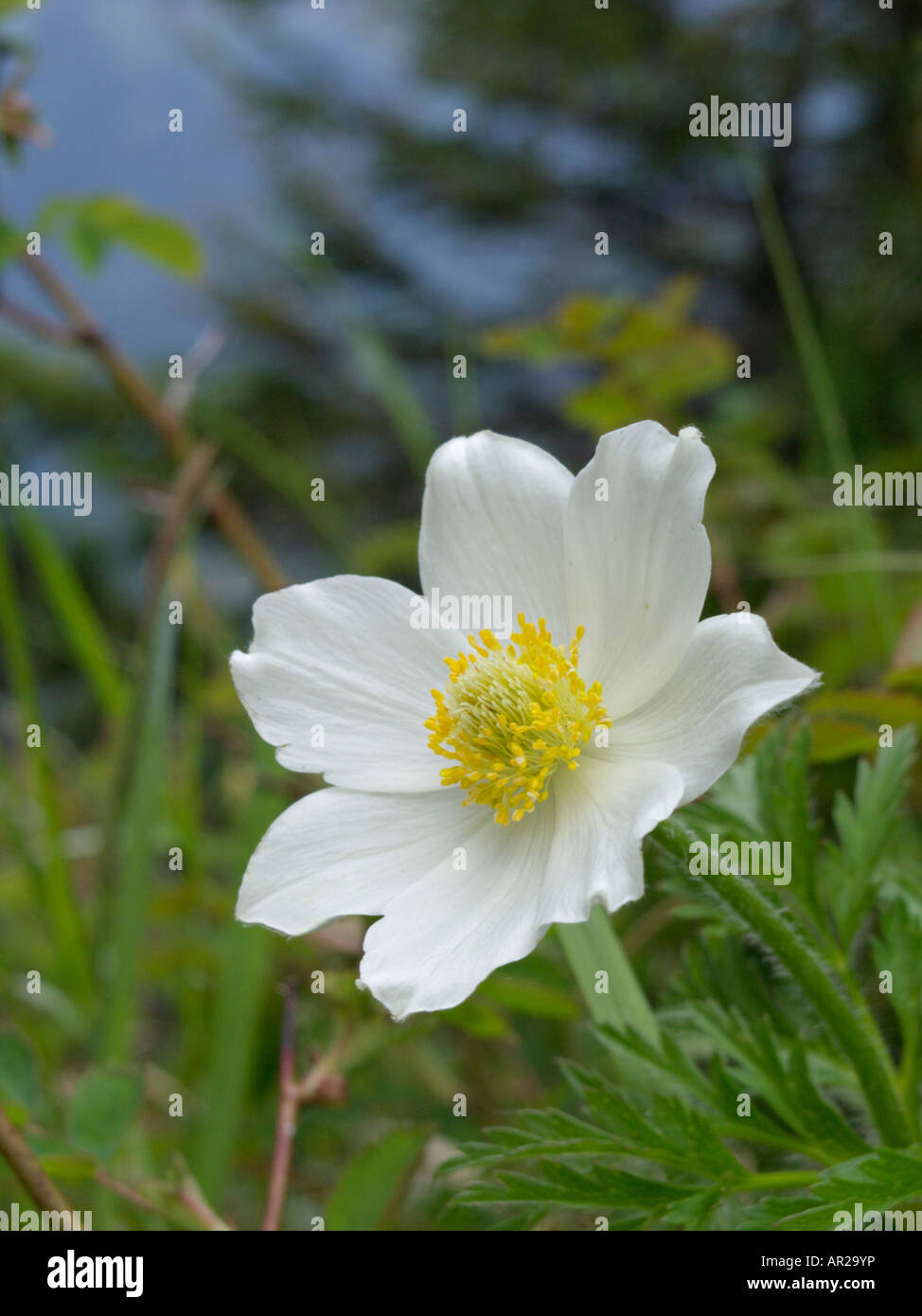 Alpine pasque flower (Pulsatilla alpina Stock Photo - Alamy