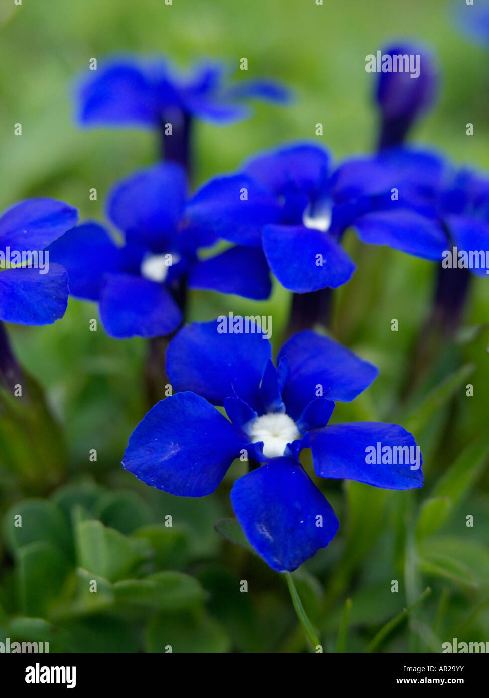 Spring gentian (Gentiana verna Stock Photo - Alamy