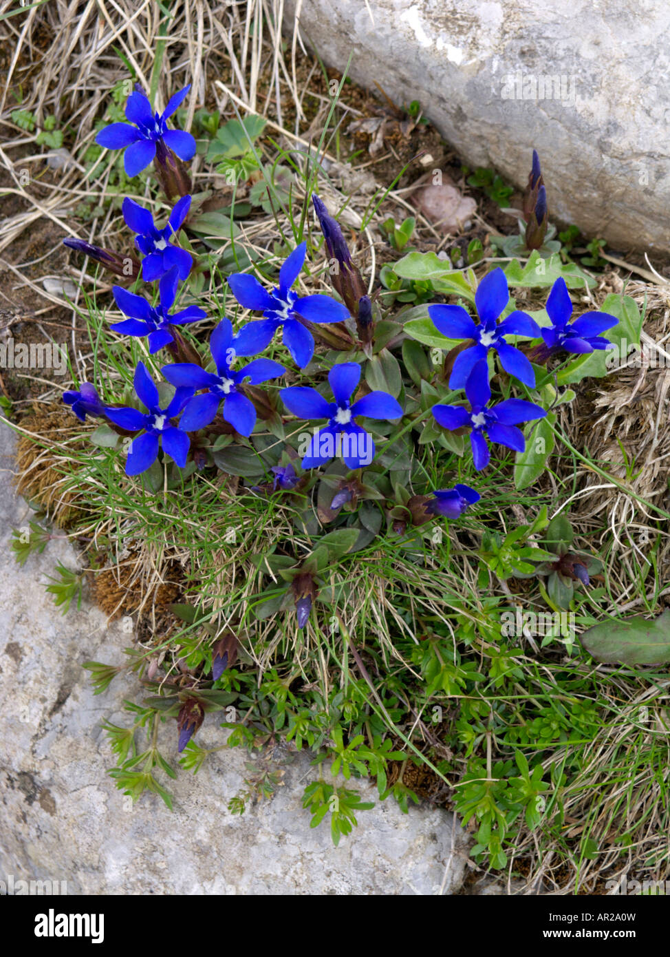 Spring gentian (Gentiana verna Stock Photo - Alamy