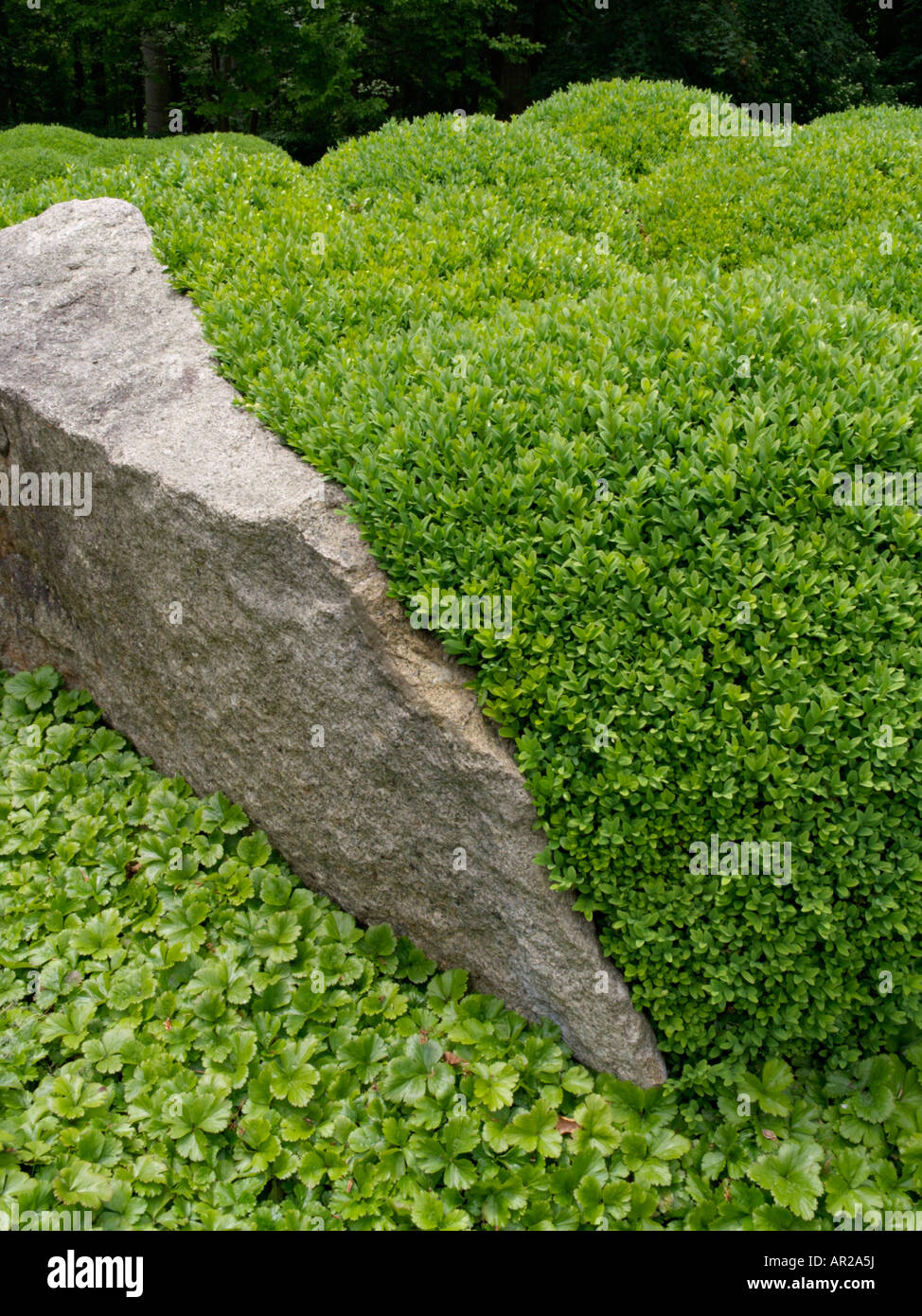 Common boxwood (Buxus sempervirens Stock Photo - Alamy
