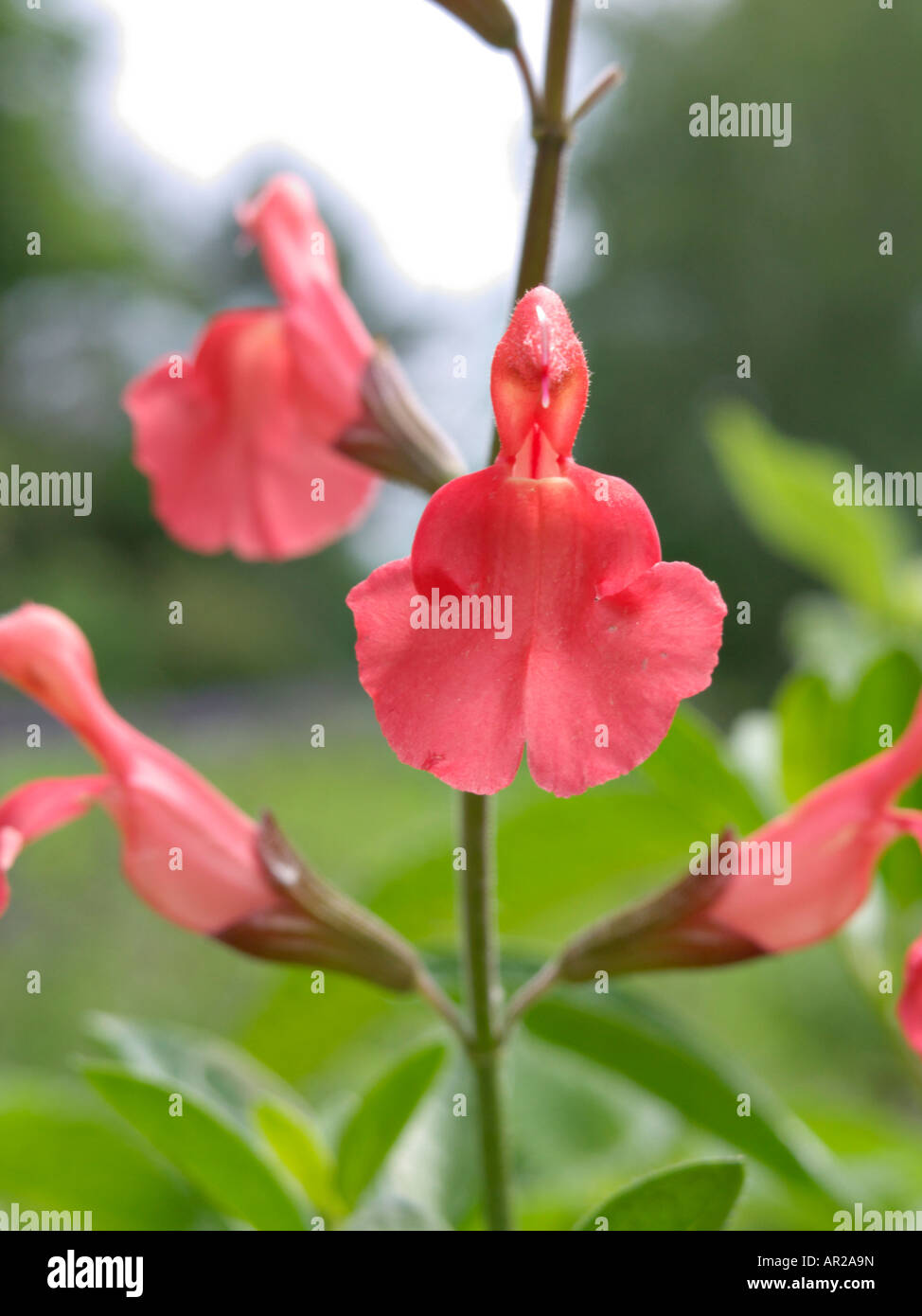 Autumn sage salvia greggii hi-res stock photography and images - Alamy