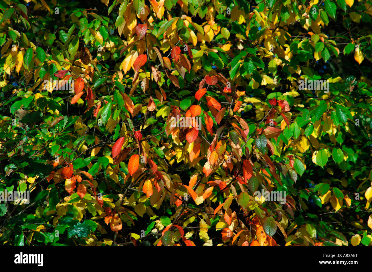 Autumn Leaves On Trees Stock Photo - Alamy