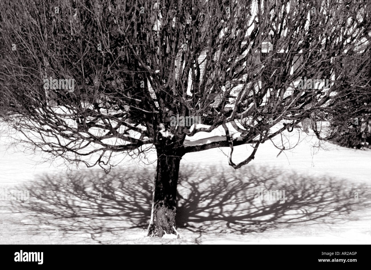 Tree with shadows in the snow that look like roots of the tree Stock ...