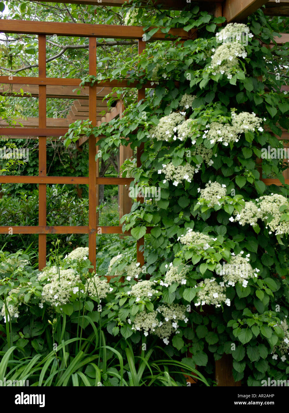 Climbing hydrangea (Hydrangea anomala Stock Photo - Alamy