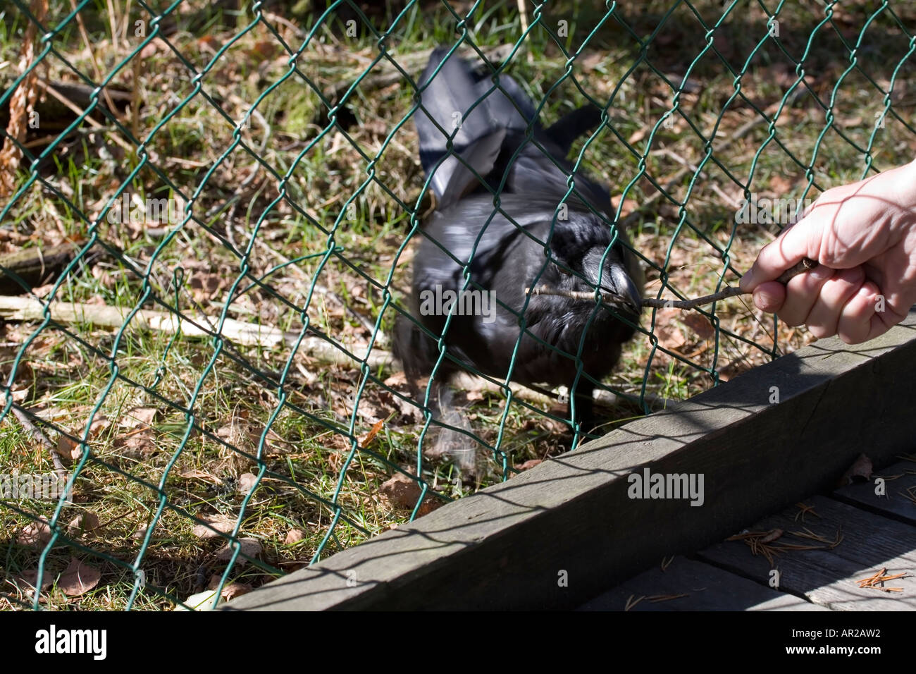 common raven playing with human Stock Photo - Alamy