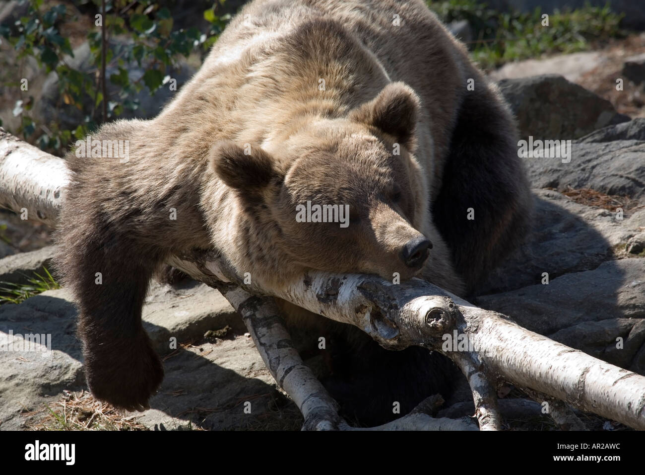 Weary animal hi-res stock photography and images - Alamy
