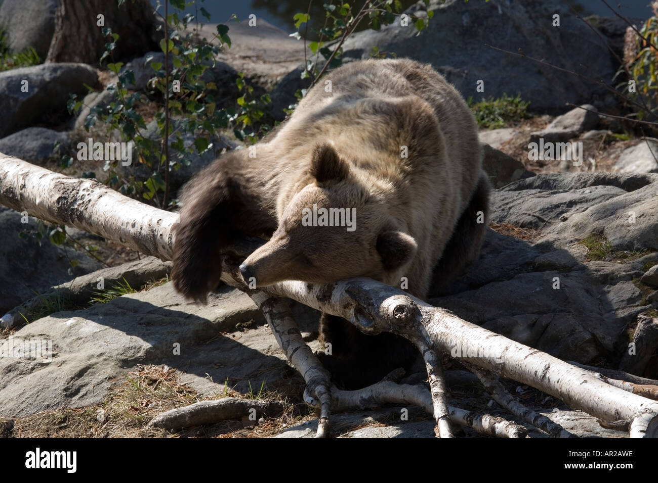 Weary animal hi-res stock photography and images - Alamy