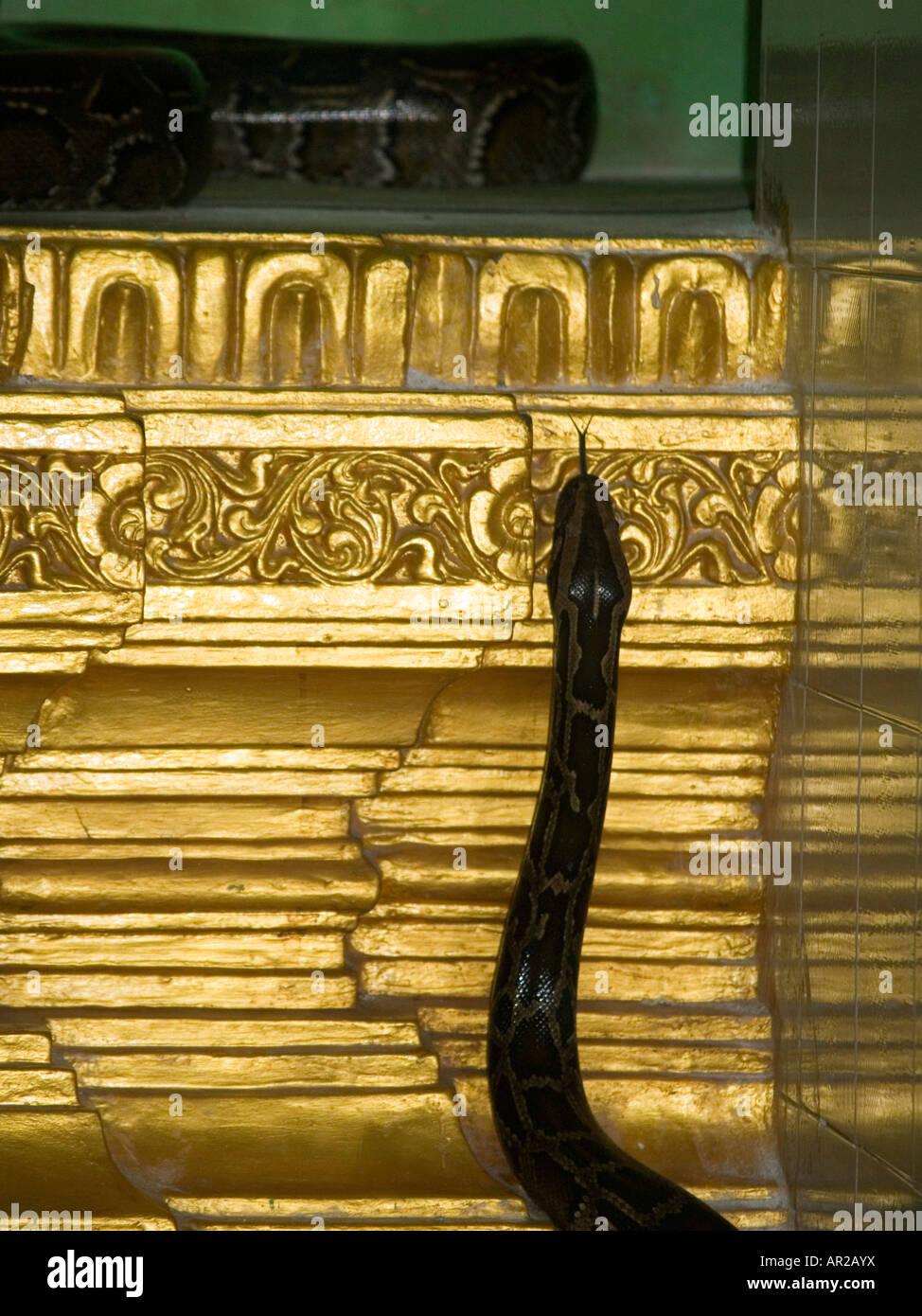 Snake paleik myanmar hi-res stock photography and images - Alamy