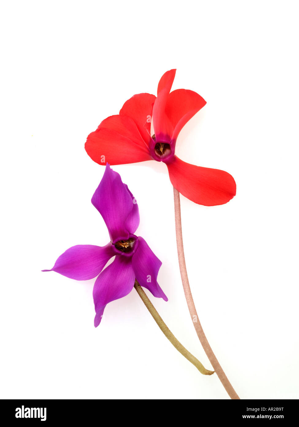 Cyclamen persicum hybrids hi-res stock photography and images - Alamy