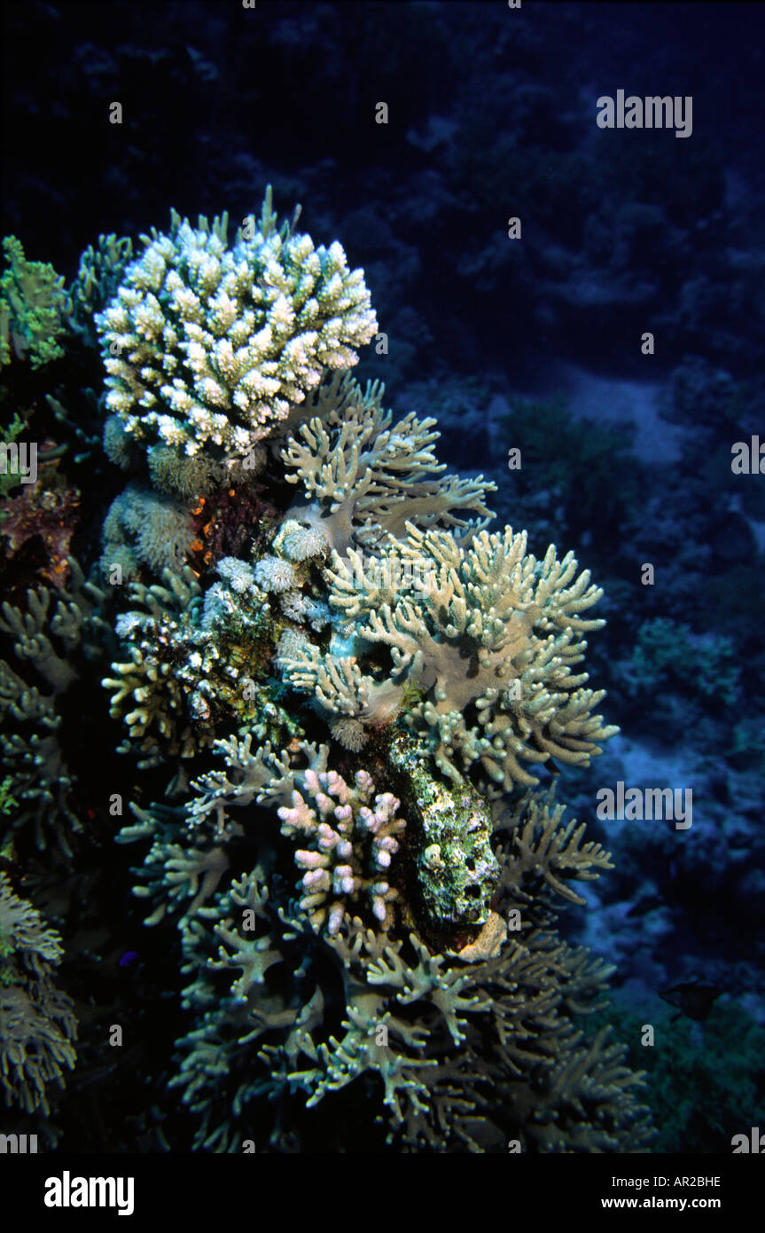 Egypt Red Sea hard corals Stock Photo - Alamy