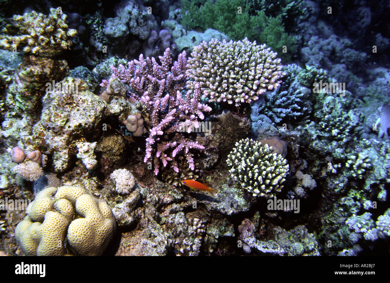 Egypt Red Sea hard corals at 15 metres depth Stock Photo - Alamy