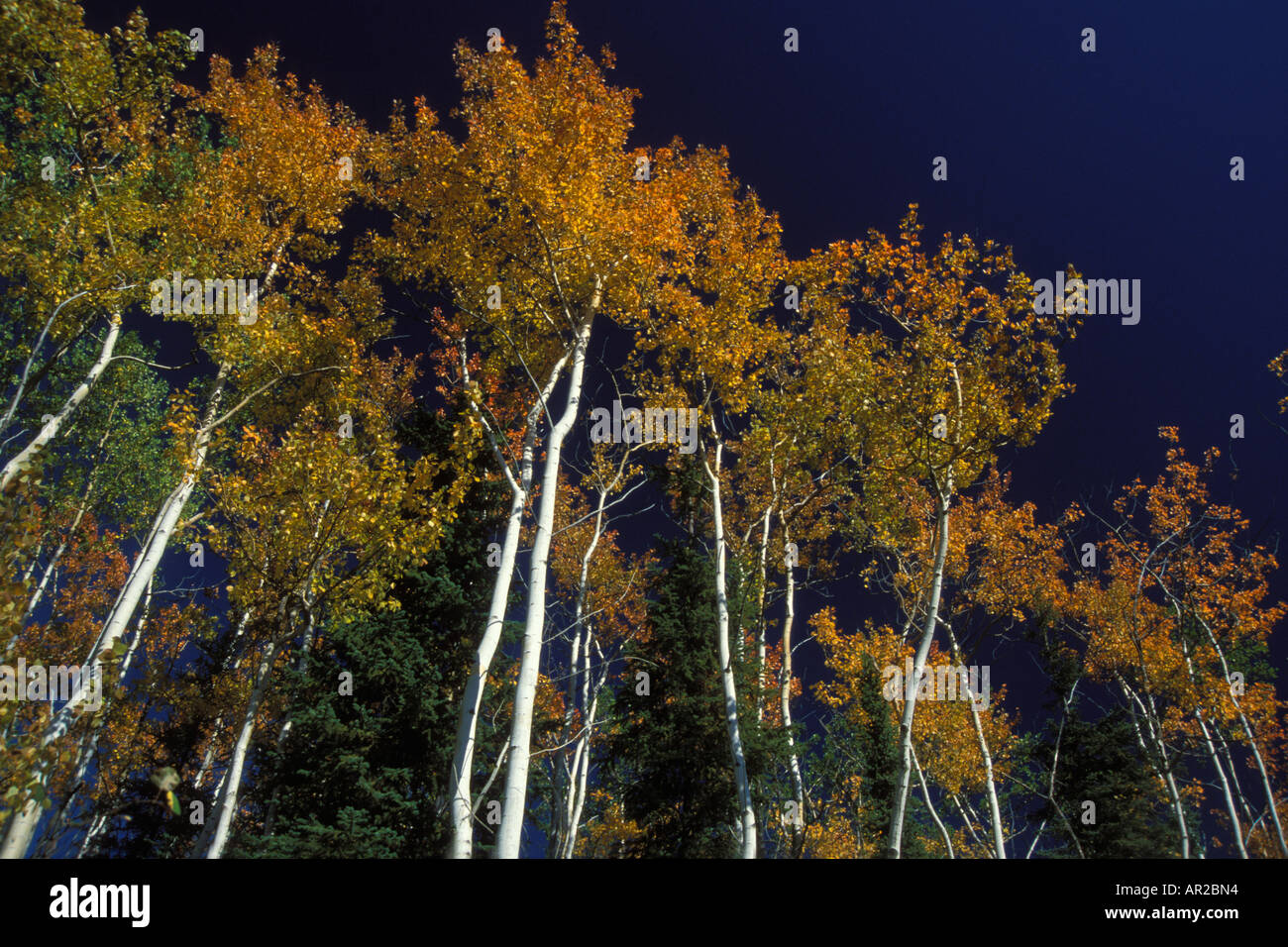 Alaska birch tree trunks hi-res stock photography and images - Alamy