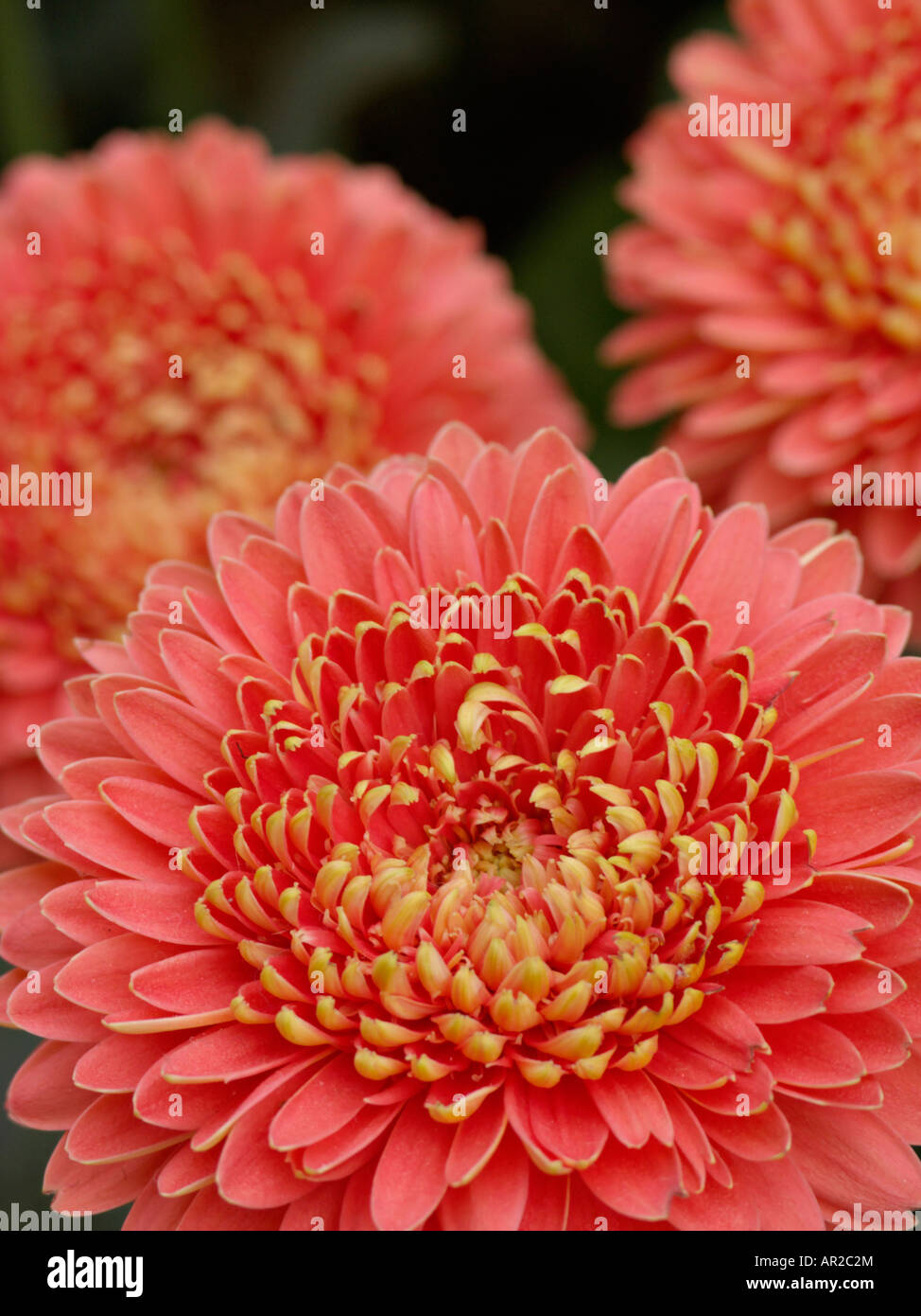 Gerbera hybrid hi-res stock photography and images - Alamy