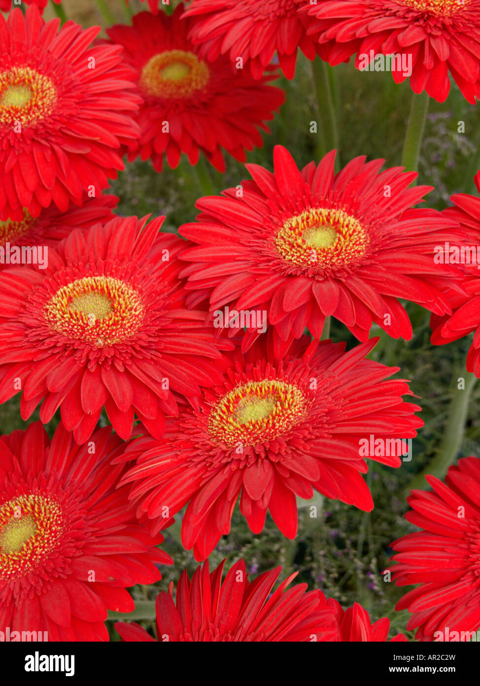 Hybrid gerbera hi-res stock photography and images - Alamy