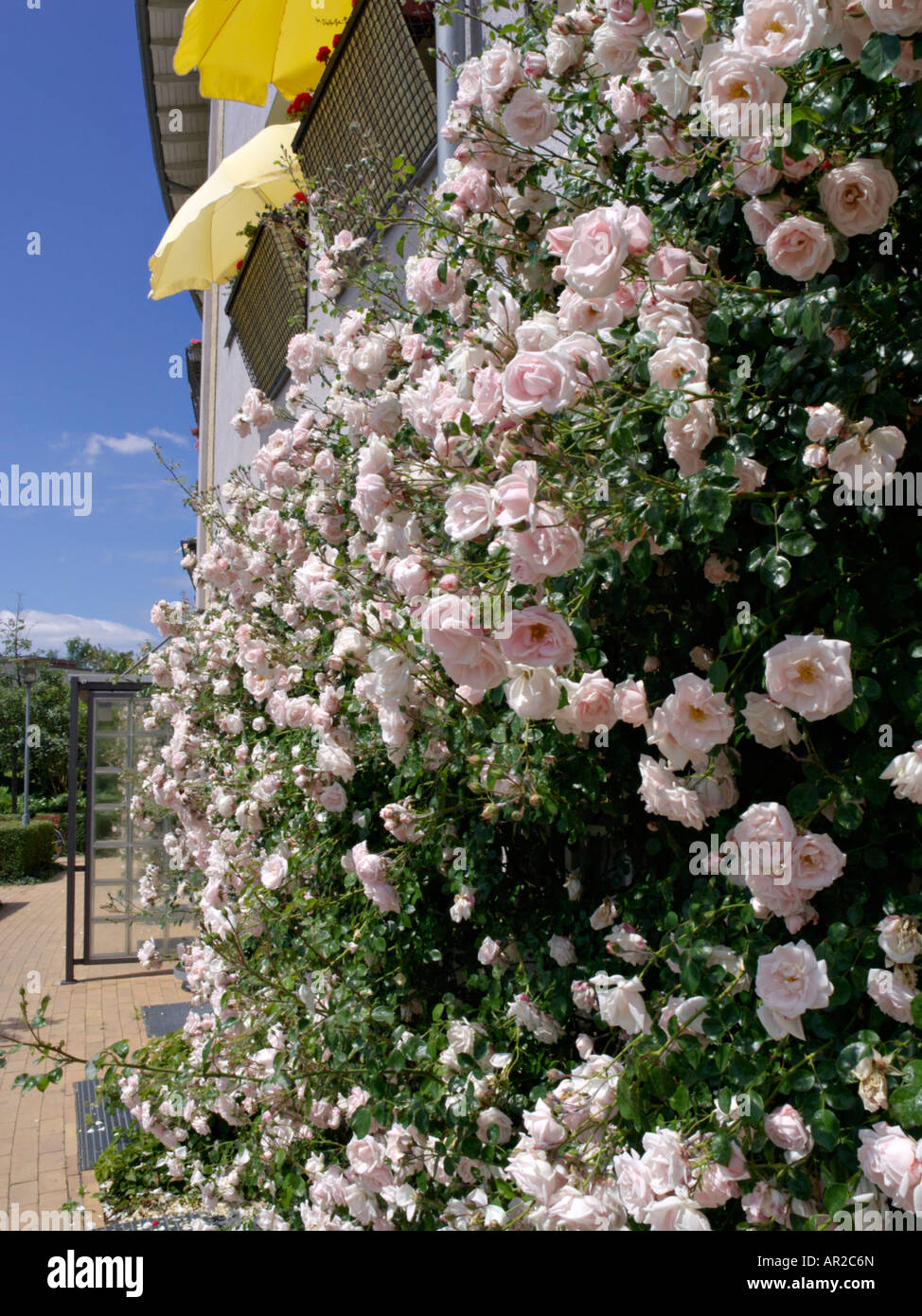 Rose climbers hi-res stock photography and images - Alamy
