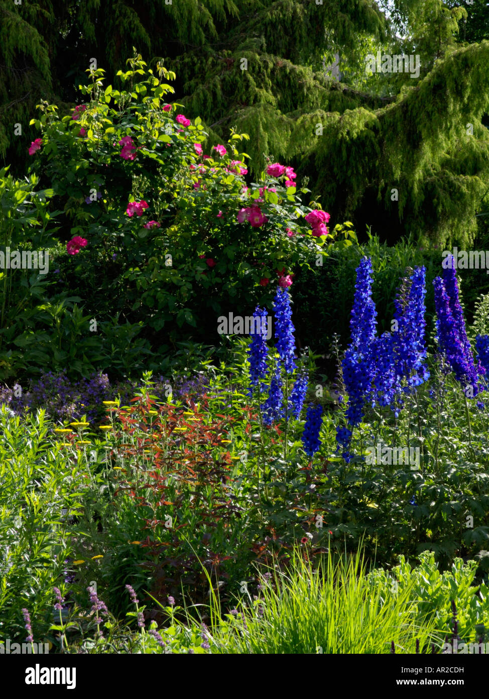 Larkspurs (Delphinium) and roses (Rosa Stock Photo - Alamy