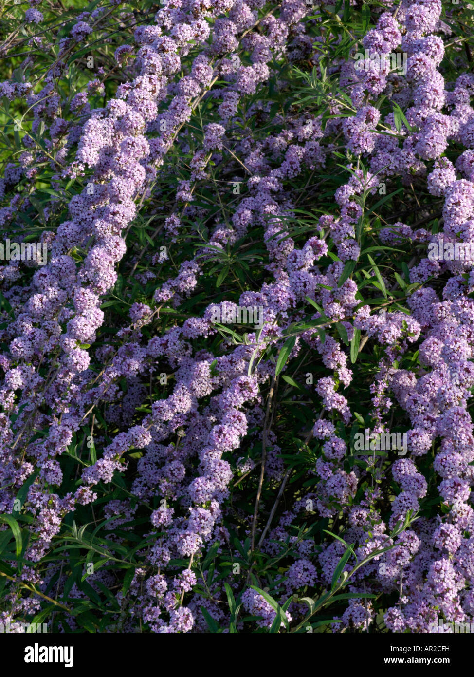 Fountain butterfly bush hi-res stock photography and images - Alamy