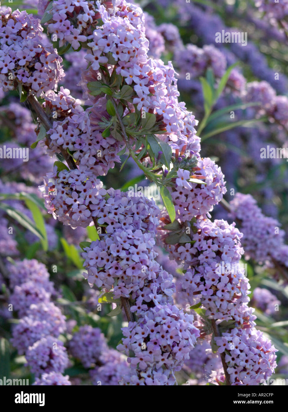 Fountain buddleja (Buddleja alternifolia Stock Photo - Alamy