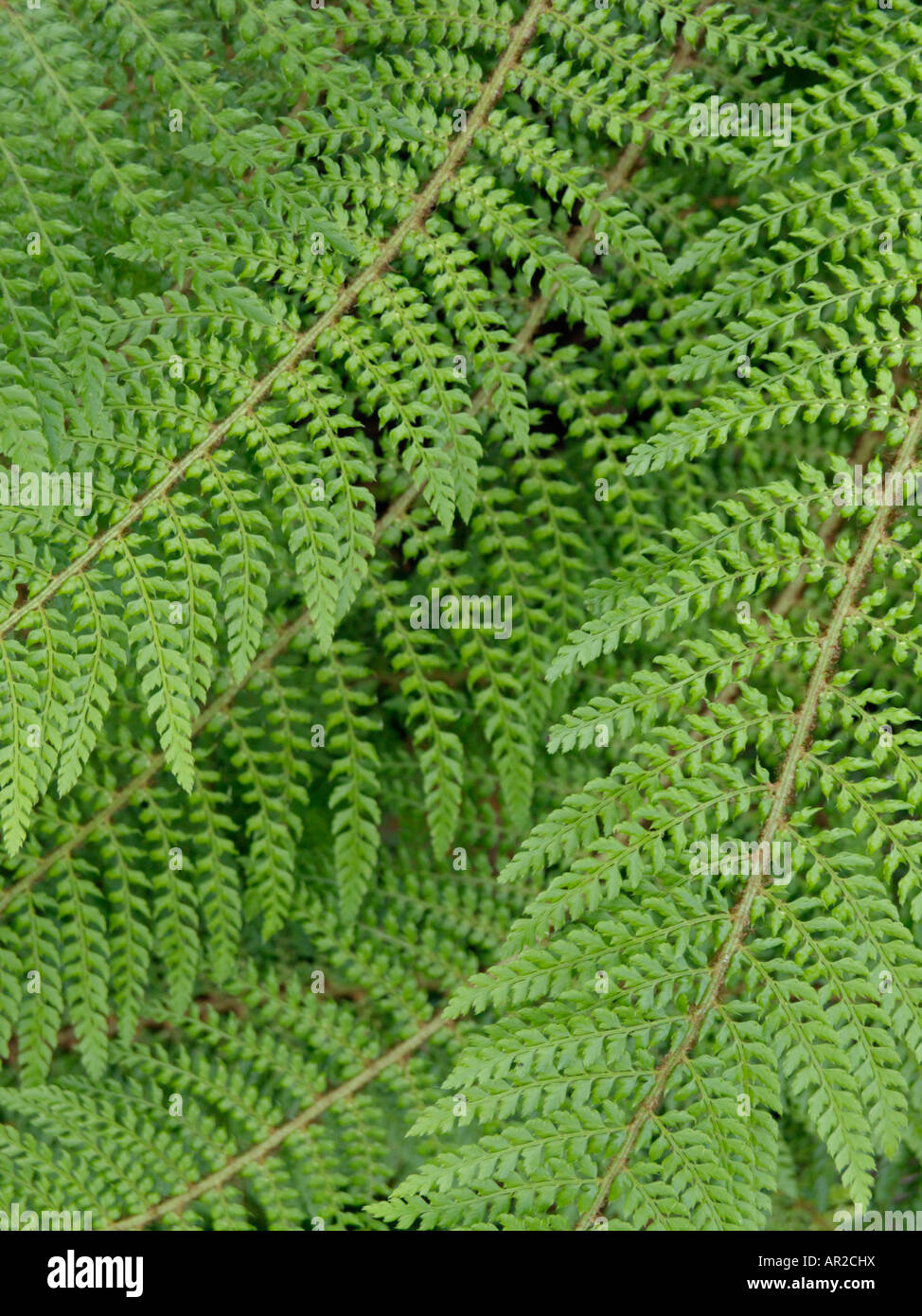 Soft shield fern (Polystichum setiferum 'Proliferum Wollastonii' Stock ...