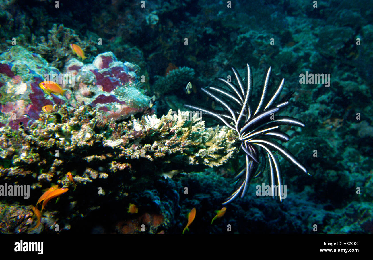 Maldives Underwater Feather star on coral outcrop Stock Photo - Alamy