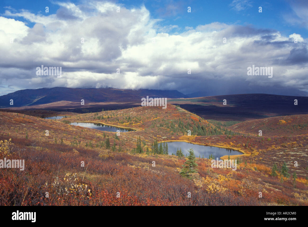 kettle ponds and fall colors in Denali National Park interior of Alaska ...