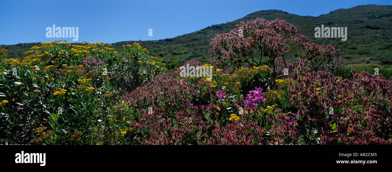 South Africa Table Mountain National Park Wildflowers bloom on fynbos ...