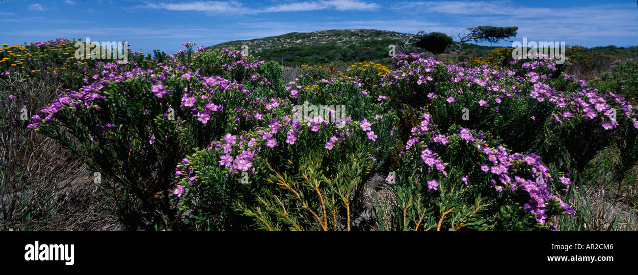 South Africa Table Mountain National Park Wildflowers bloom on fynbos ...
