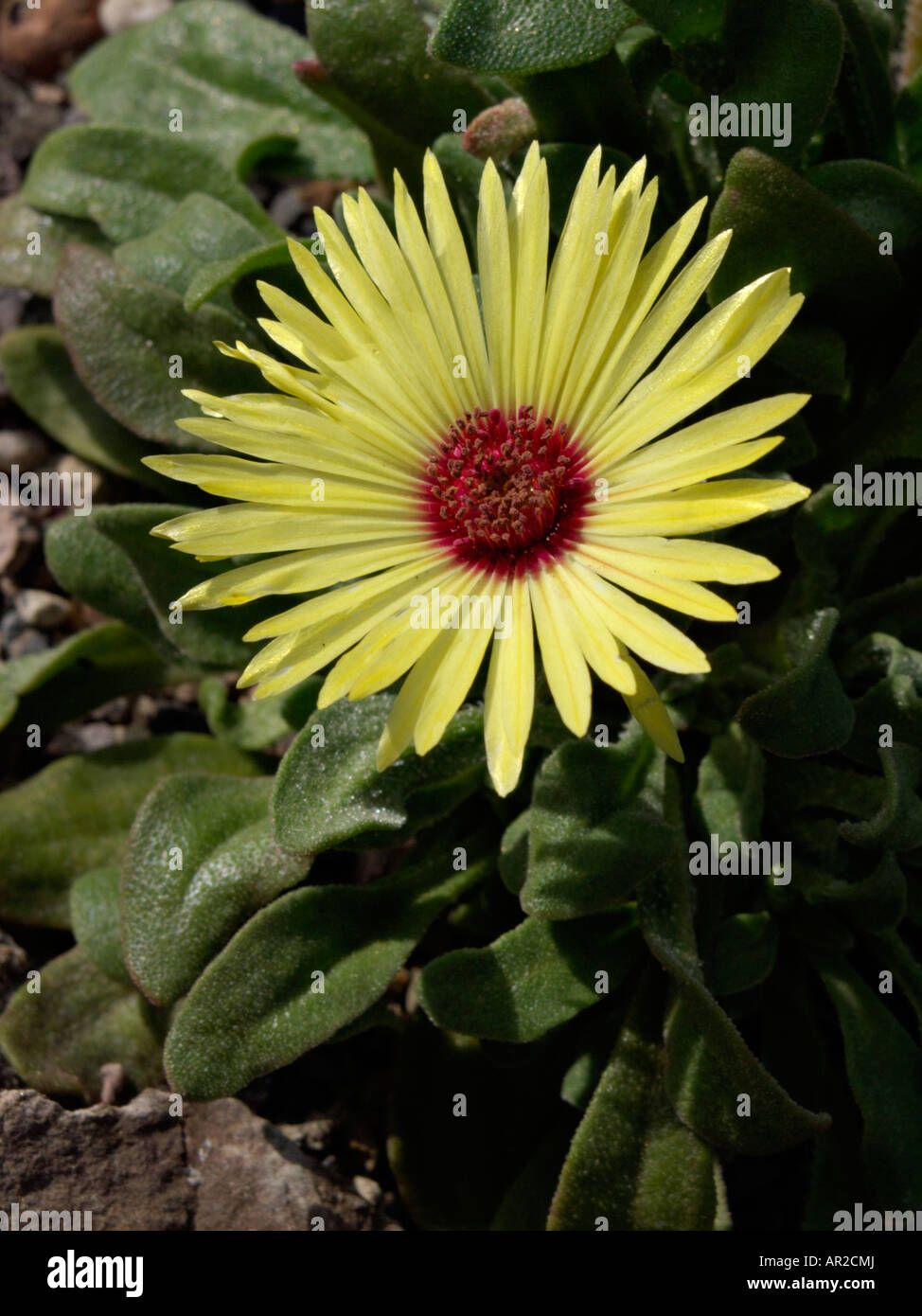 Bellidiformis hi-res stock photography and images - Alamy