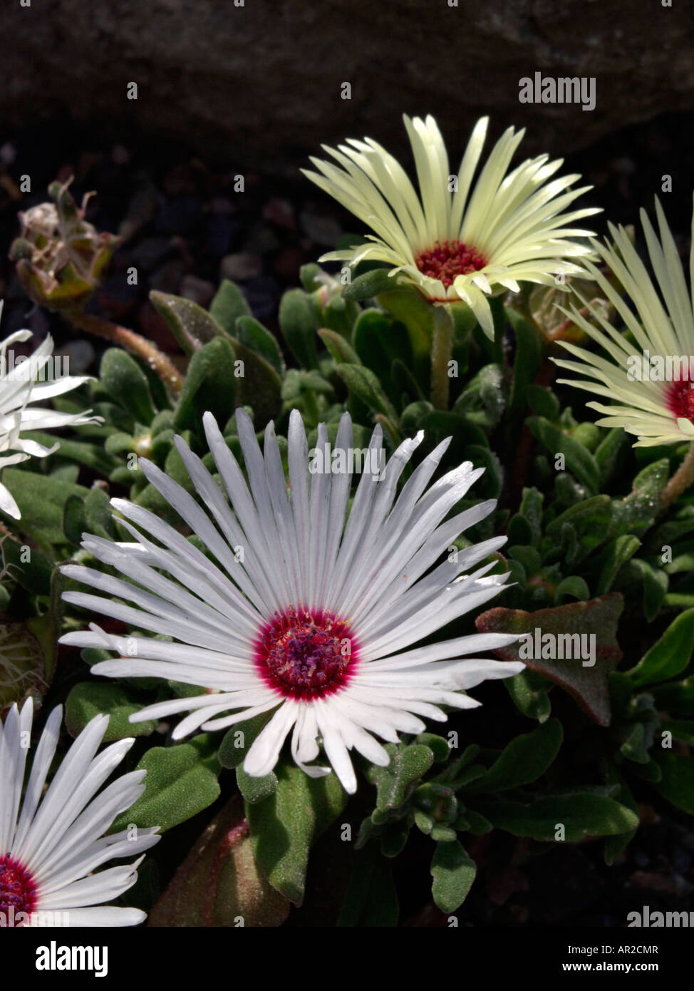 Bellidiformis hi-res stock photography and images - Alamy