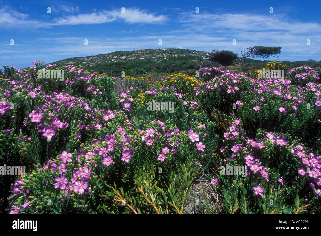 South Africa Table Mountain National Park Wildflowers bloom on fynbos ...