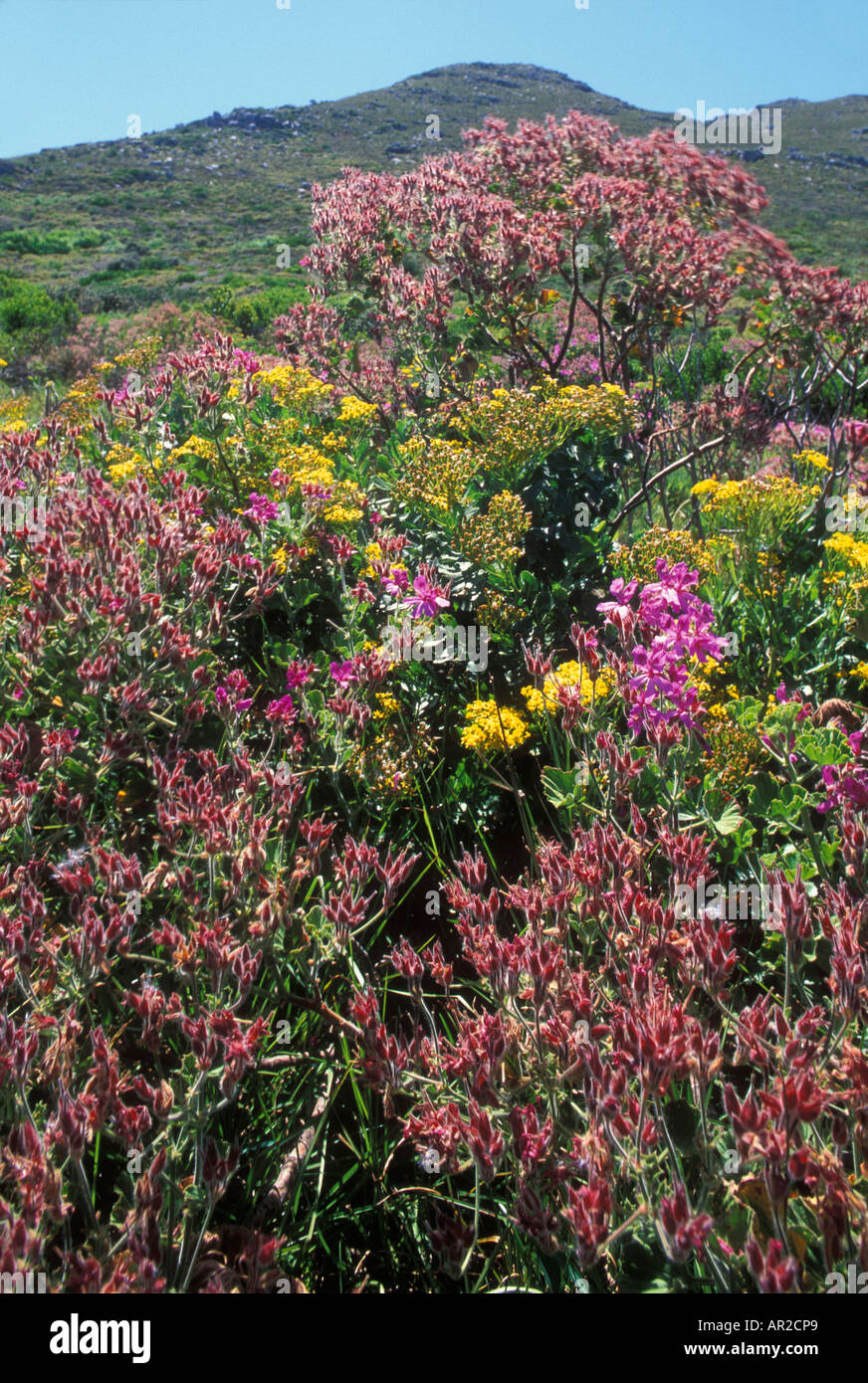 South Africa Table Mountain National Park Wildflowers bloom on fynbos ...