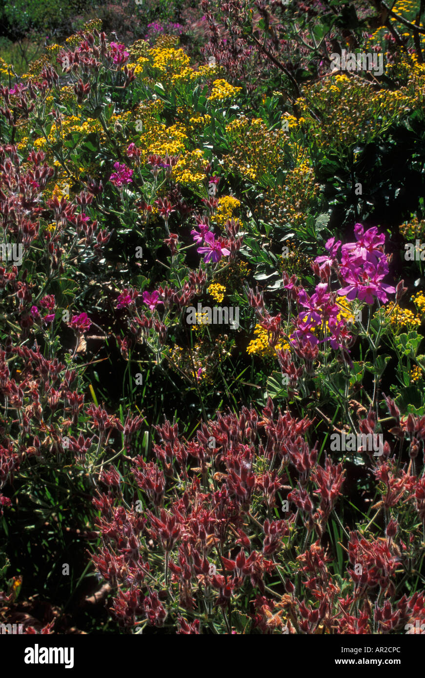 South Africa Table Mountain National Park Wildflowers bloom on fynbos ... South Africa Table Mountain National Park Wildflowers bloom on fynbos ...