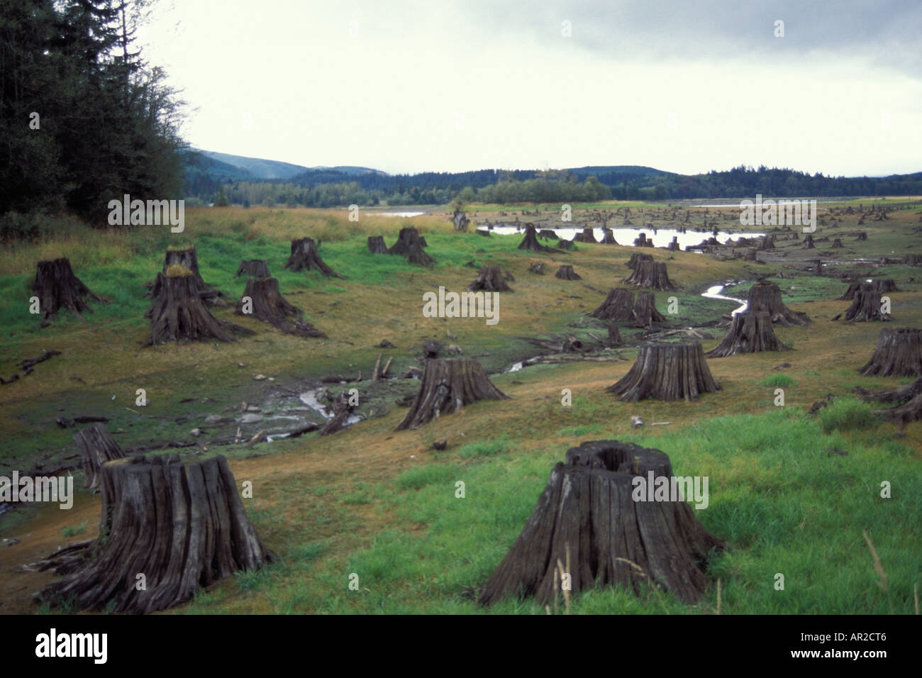 reservoir of tree snags outside Mount Rainier National Park Washington ...