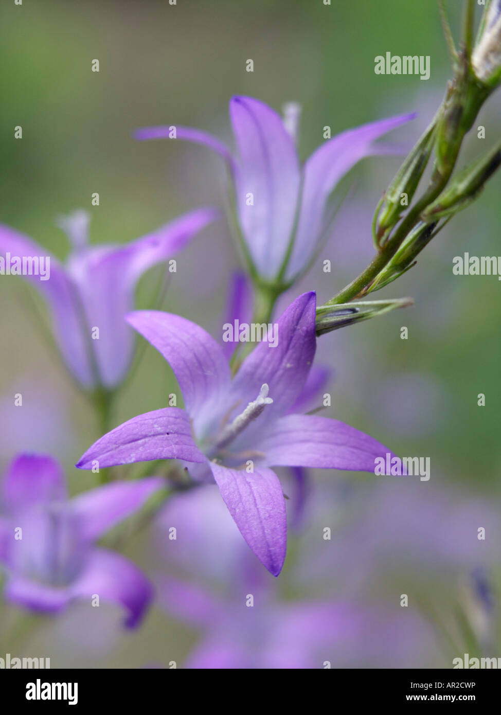 Rampion bellflower (Campanula rapunculus Stock Photo - Alamy