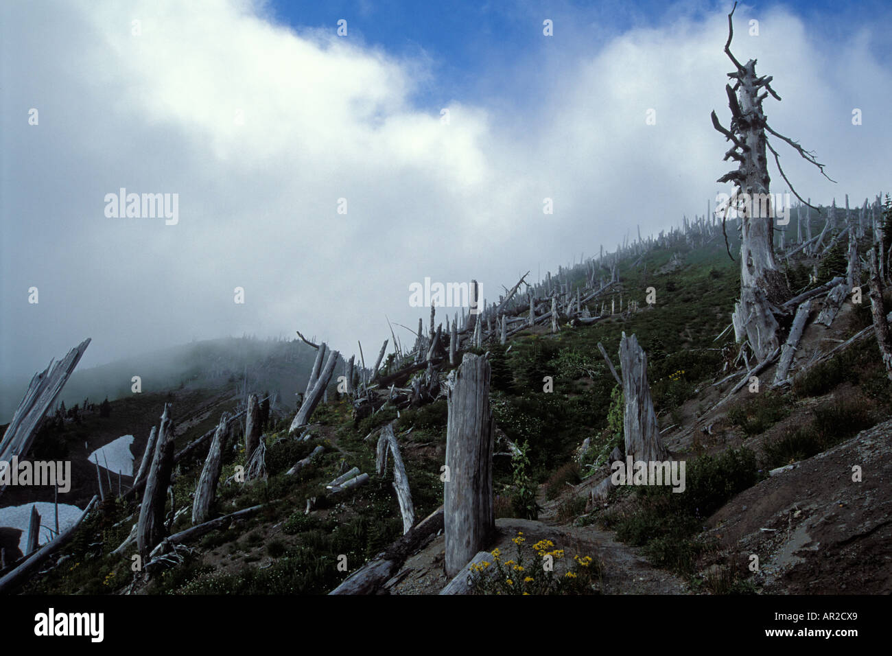 dead tree stands as a result from the 1980 eruption of Mount St Helens ...