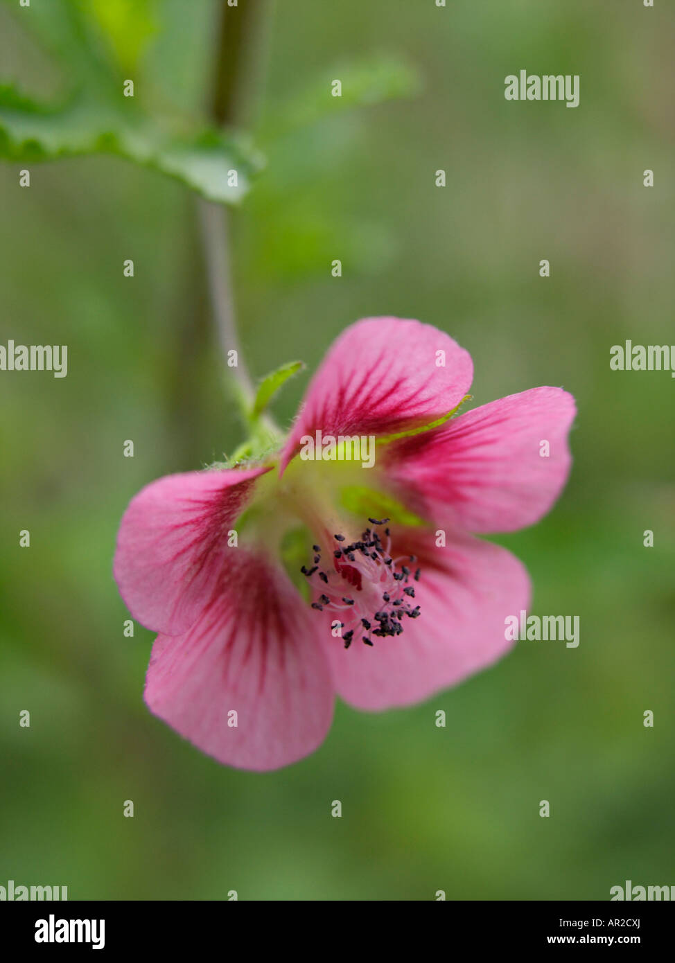 Cape mallow (Anisodontea capensis Stock Photo - Alamy