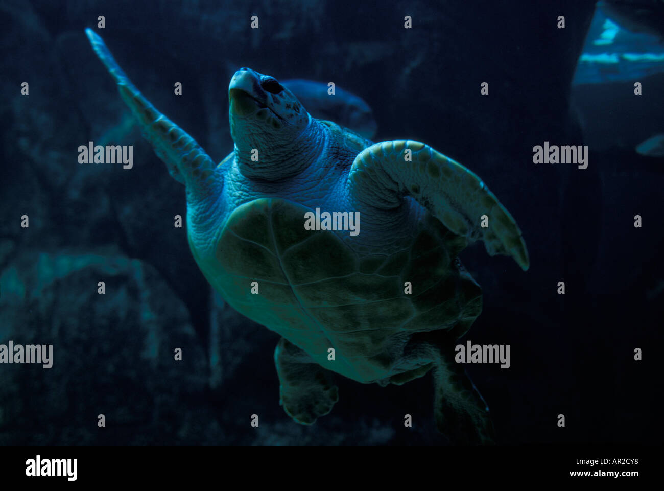 South Africa Cape Town Leatherback Turtle Dermochelys coriacea swimming ...