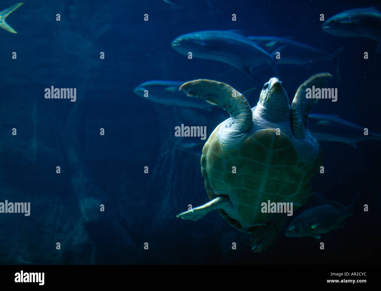 South Africa Cape Town Leatherback Turtle Dermochelys coriacea swimming ...