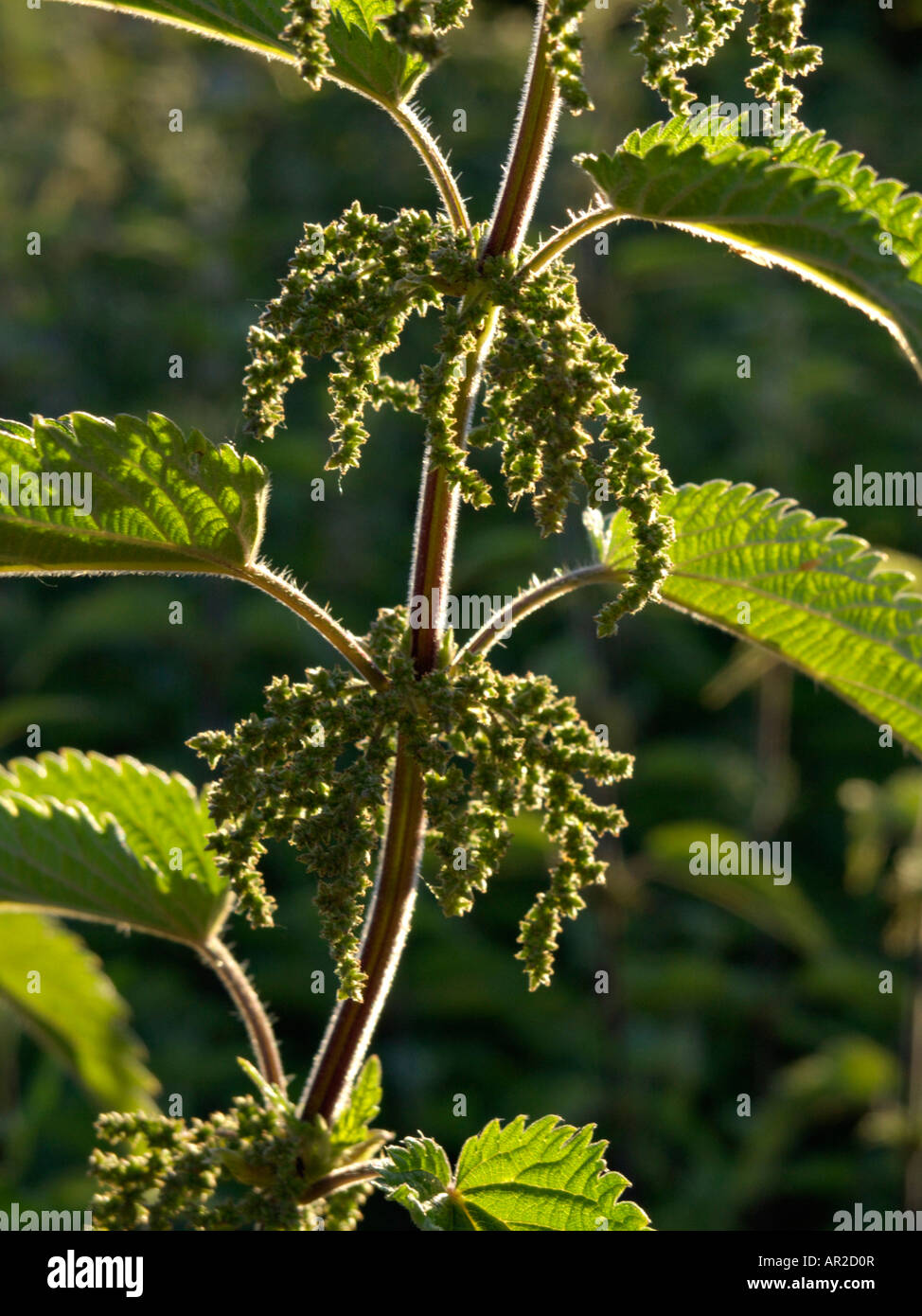 Large stinging nettle (Urtica dioica Stock Photo - Alamy