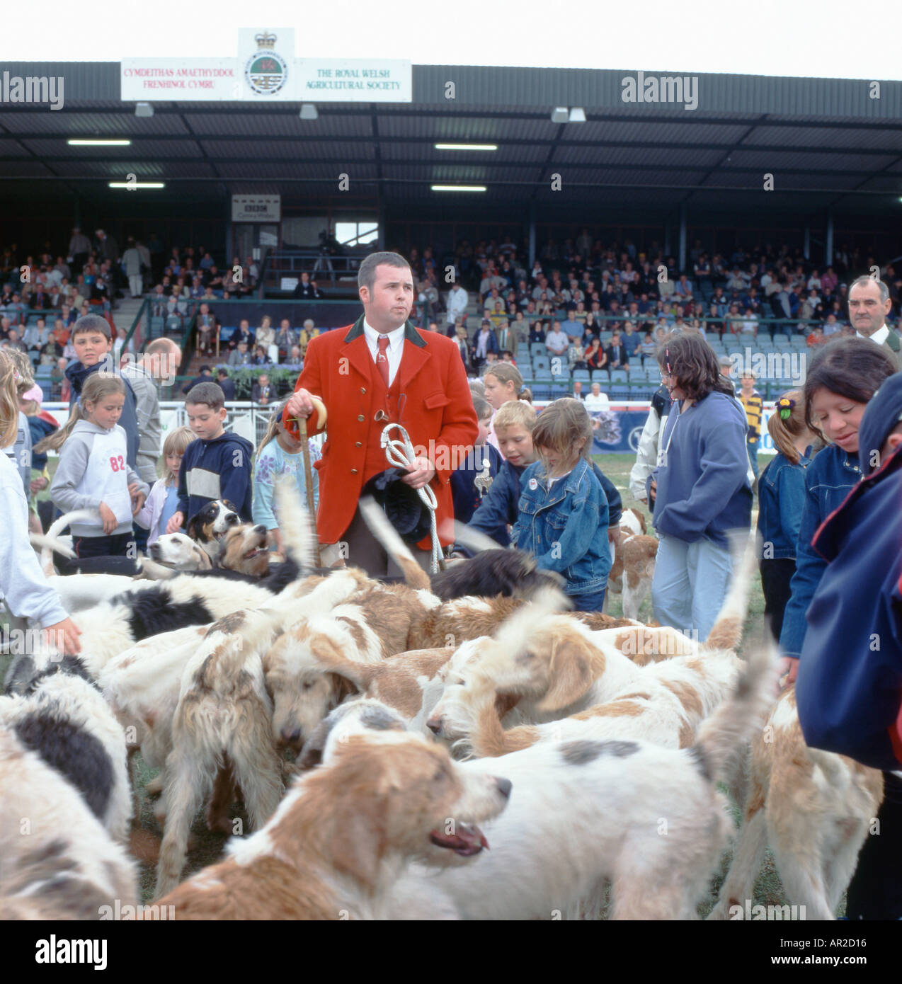 Welsh hounds dog hi-res stock photography and images - Alamy