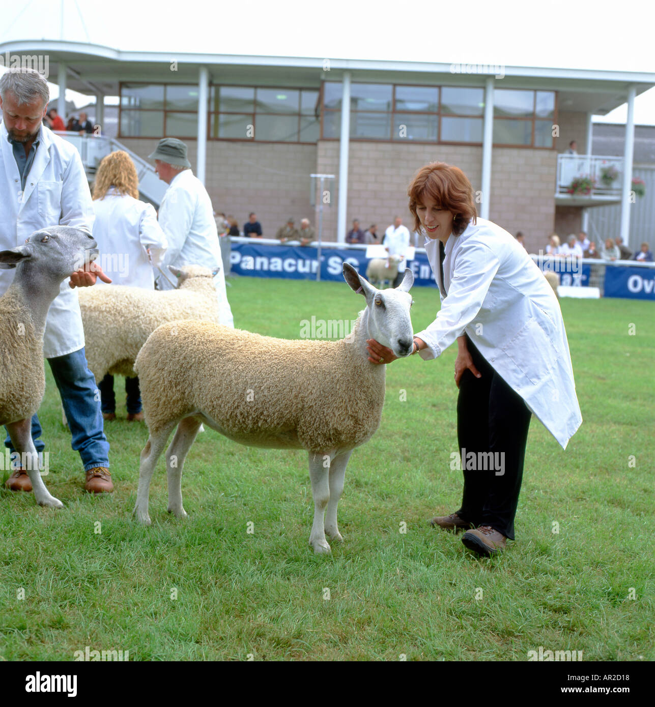 Sheep royal welsh show builth hi-res stock photography and images - Alamy