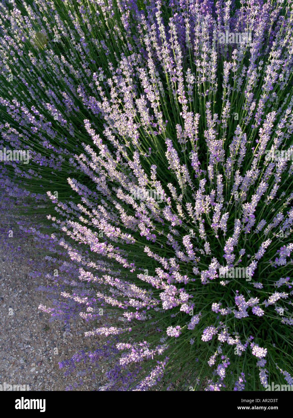 Common lavender (Lavandula angustifolia Stock Photo - Alamy