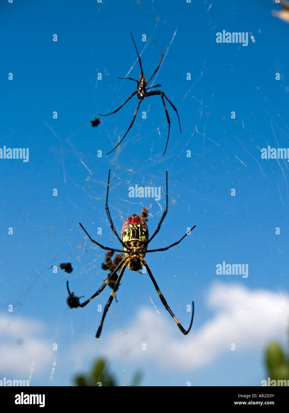 spiders in their web Stock Photo - Alamy