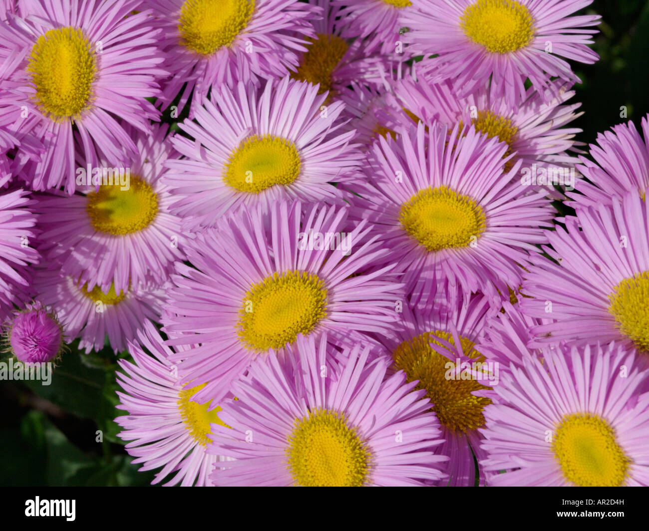 Fleabane erigeron hi-res stock photography and images - Alamy