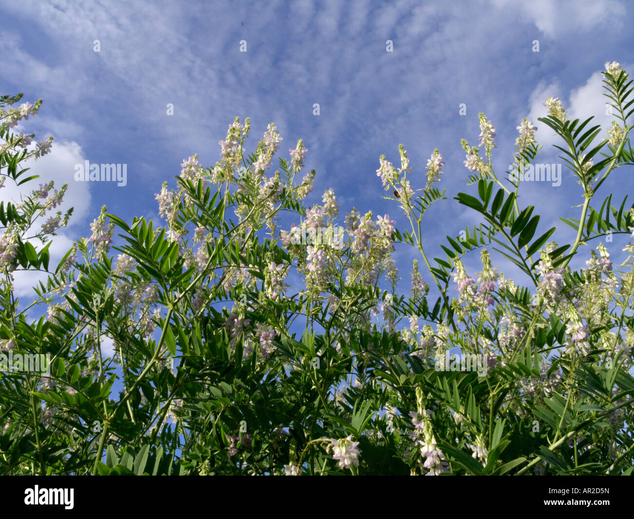 Goats rue hi-res stock photography and images - Alamy
