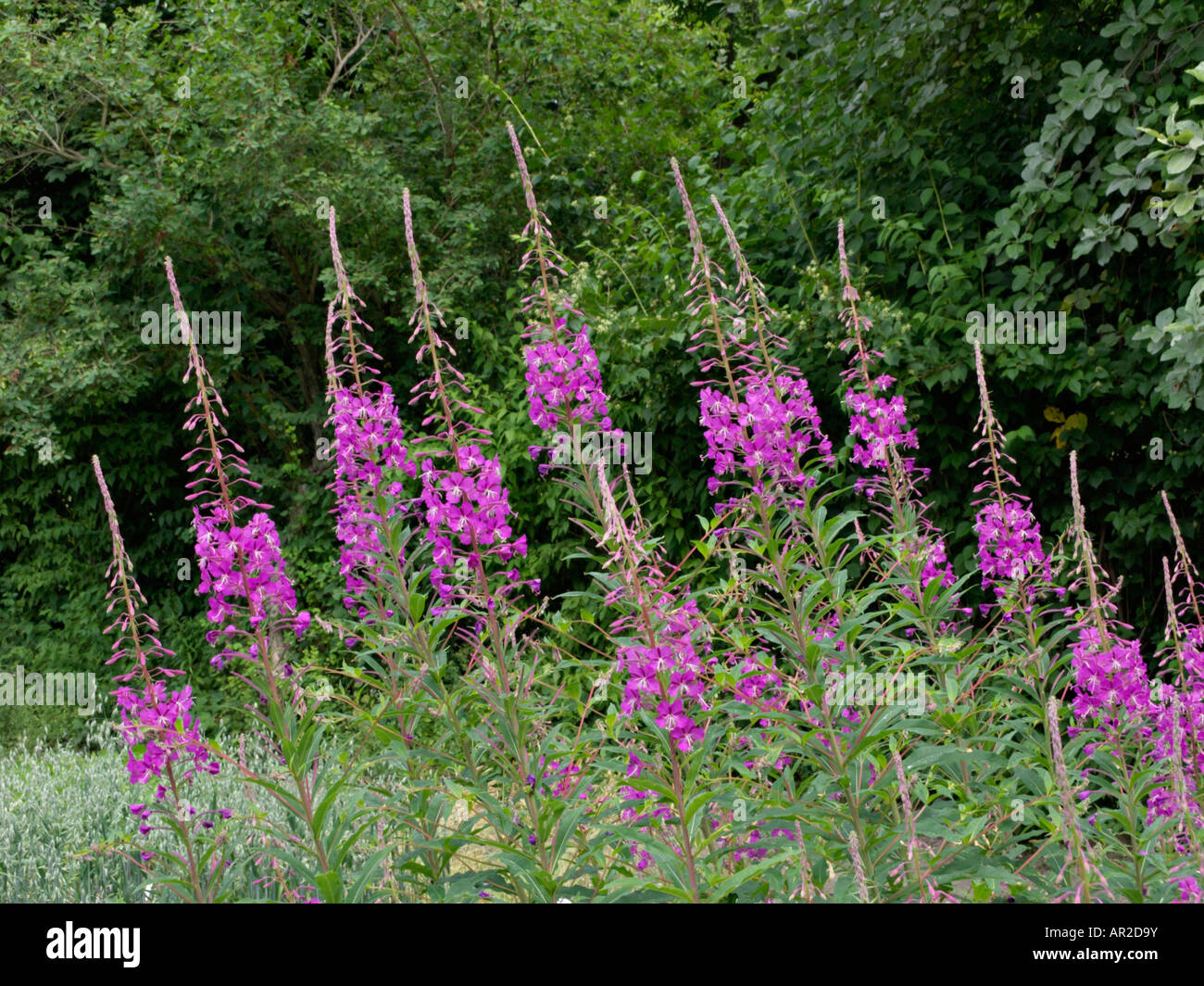 Rosebay willow herb (Epilobium angustifolium Stock Photo - Alamy