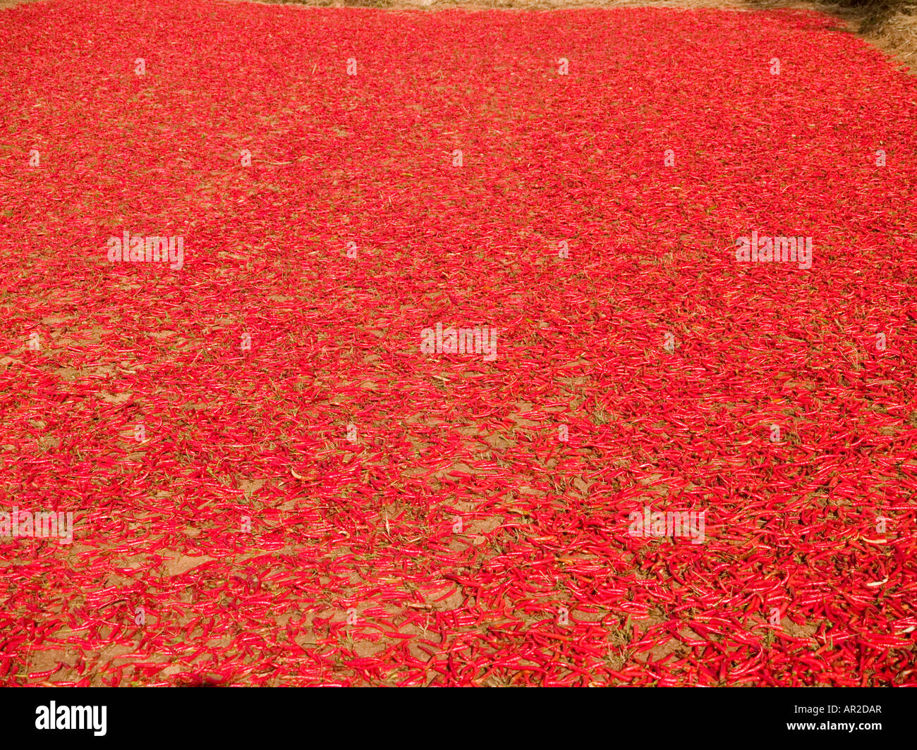 Burmese chilies hi-res stock photography and images - Alamy
