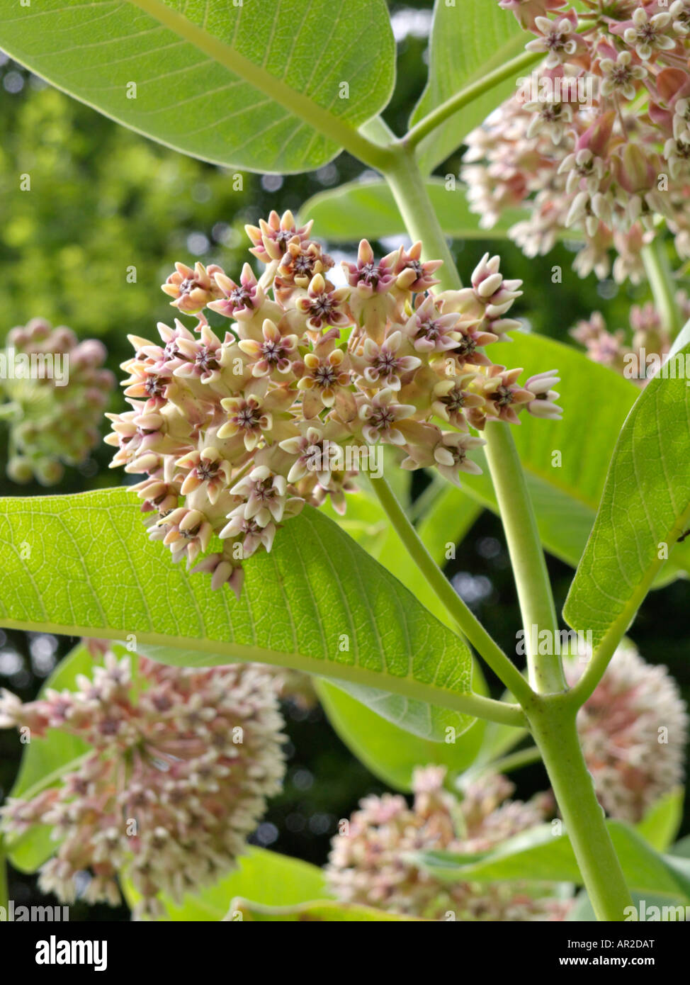 Swamp milkweed (Asclepias incarnata Stock Photo - Alamy