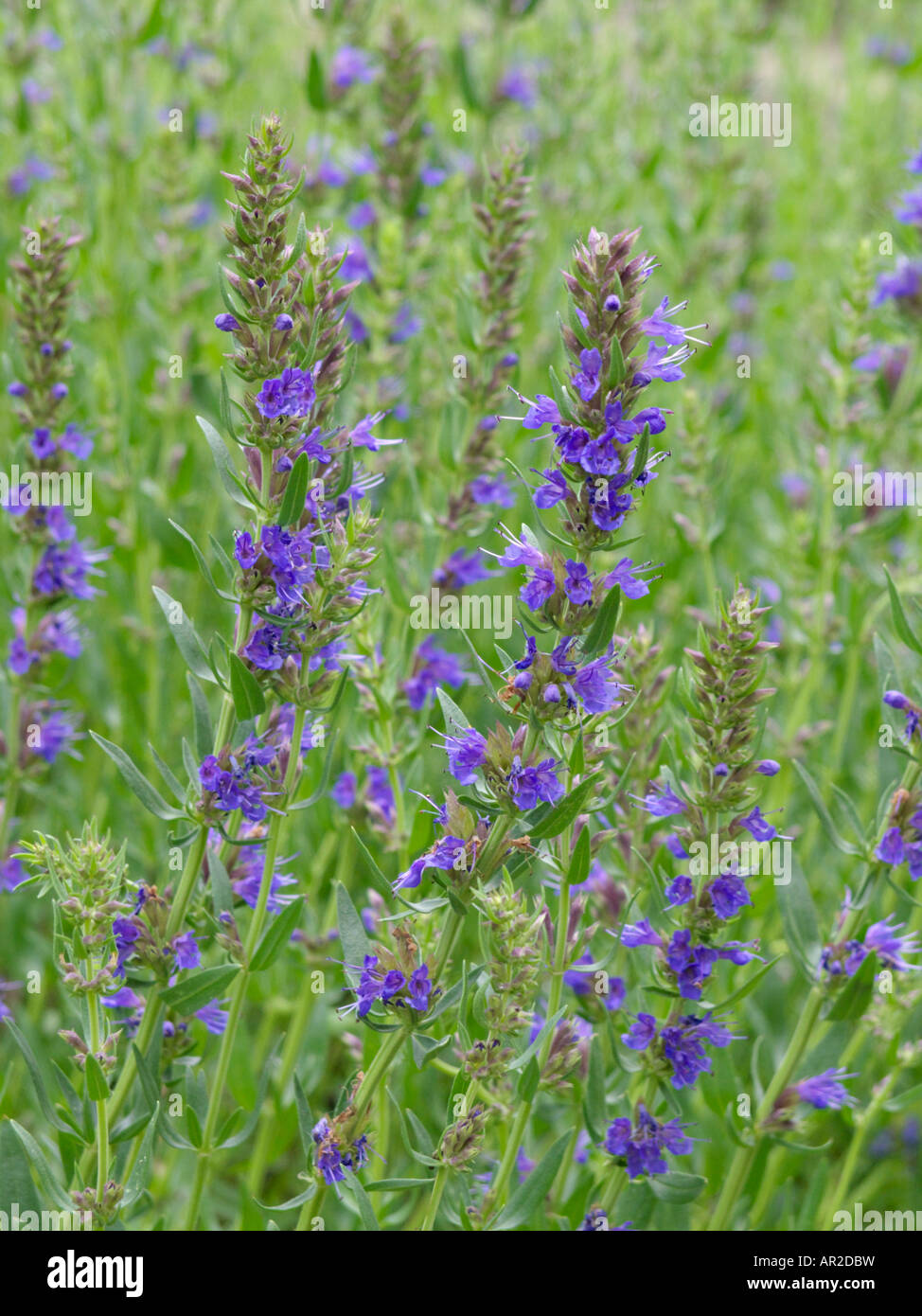 Hyssop (Hyssopus officinalis Stock Photo - Alamy
